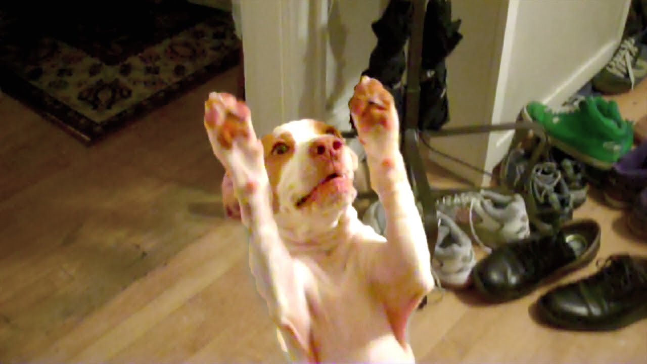 Maymo The Beagle Is Famous for His Personality! This time It's About H ...