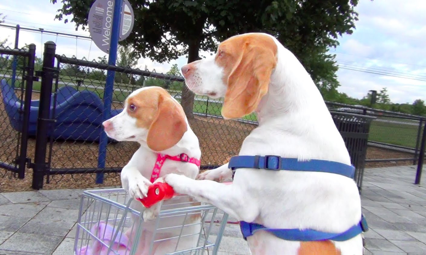Maymo The Beagle Takes His Sister Penny On An Unforgettable Journey In ...