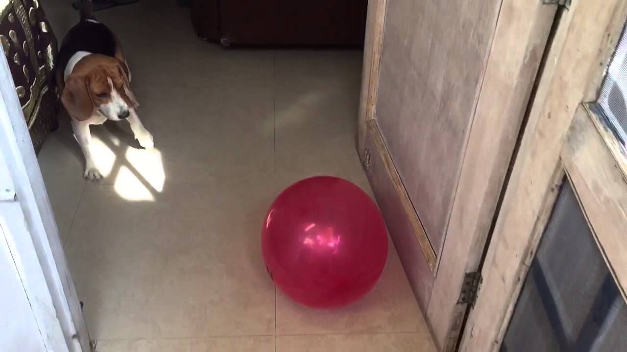 Moglee The Beagle Doesn't Like The Big Red Balloon! – A Dog's Love