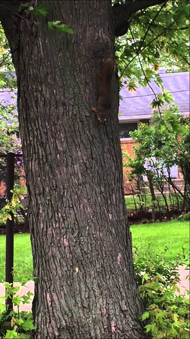 Murphy The Beagle Gets Barked At...By A Squirrel?! Didn't know Squirre ...