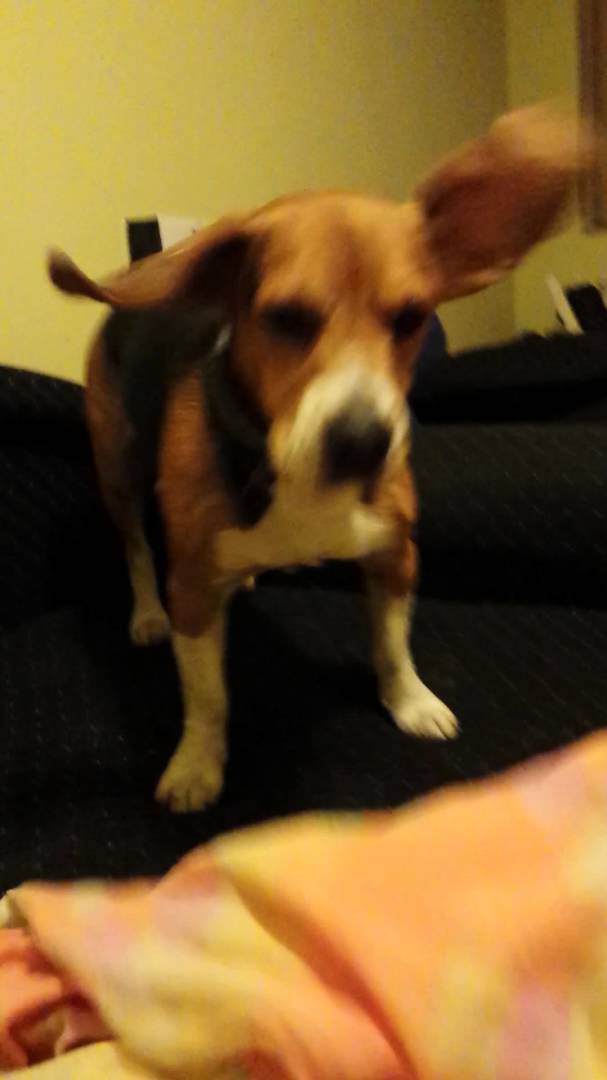 Pablo The Beagle Is Super Confused Why He Can't Dig! – A Dog's Love