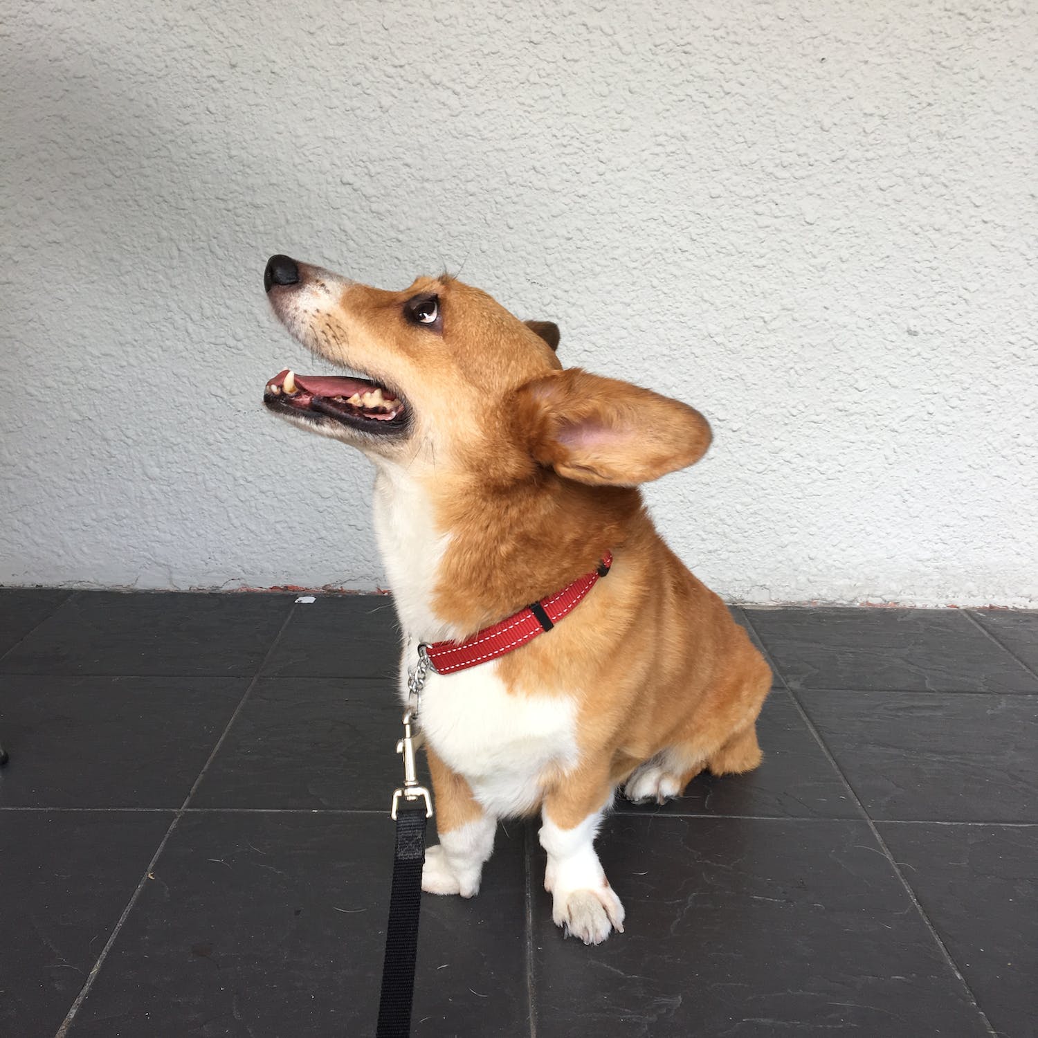 How to Stop Your Dog From Aggressive Chewing – A Dog's Love