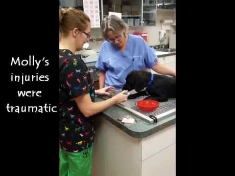 Poor Labrador Was Recently Hit By A Car, But See What She Did Next – A ...