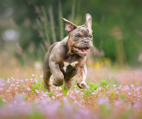 3 Ways To Safely Catch A Loose Dog – A Dog's Love