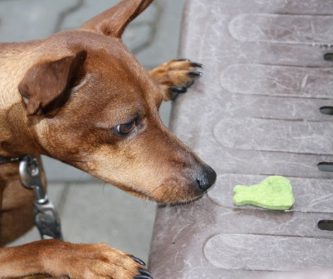 Why Do Dogs Refuse To Eat Food, Even If Their Favorite Treat Is Being ...