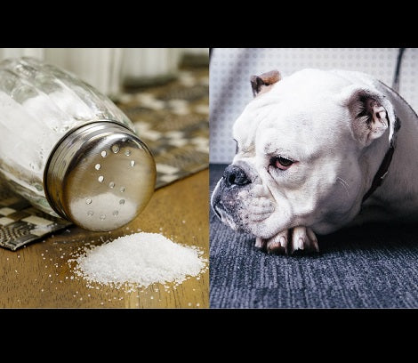 How Much Salt Is Too Much For Your Dogs? – A Dog's Love