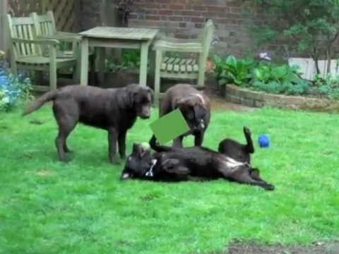Samba The Labrador Is Going To Have So Much Fun! #FamilyReunion! – A ...