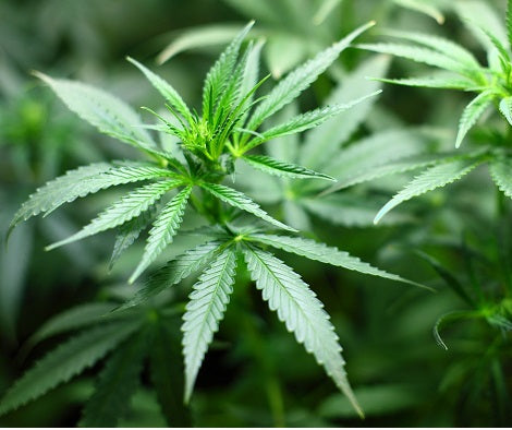 Weed And Your Dogs - How It Affects Them – A Dog's Love