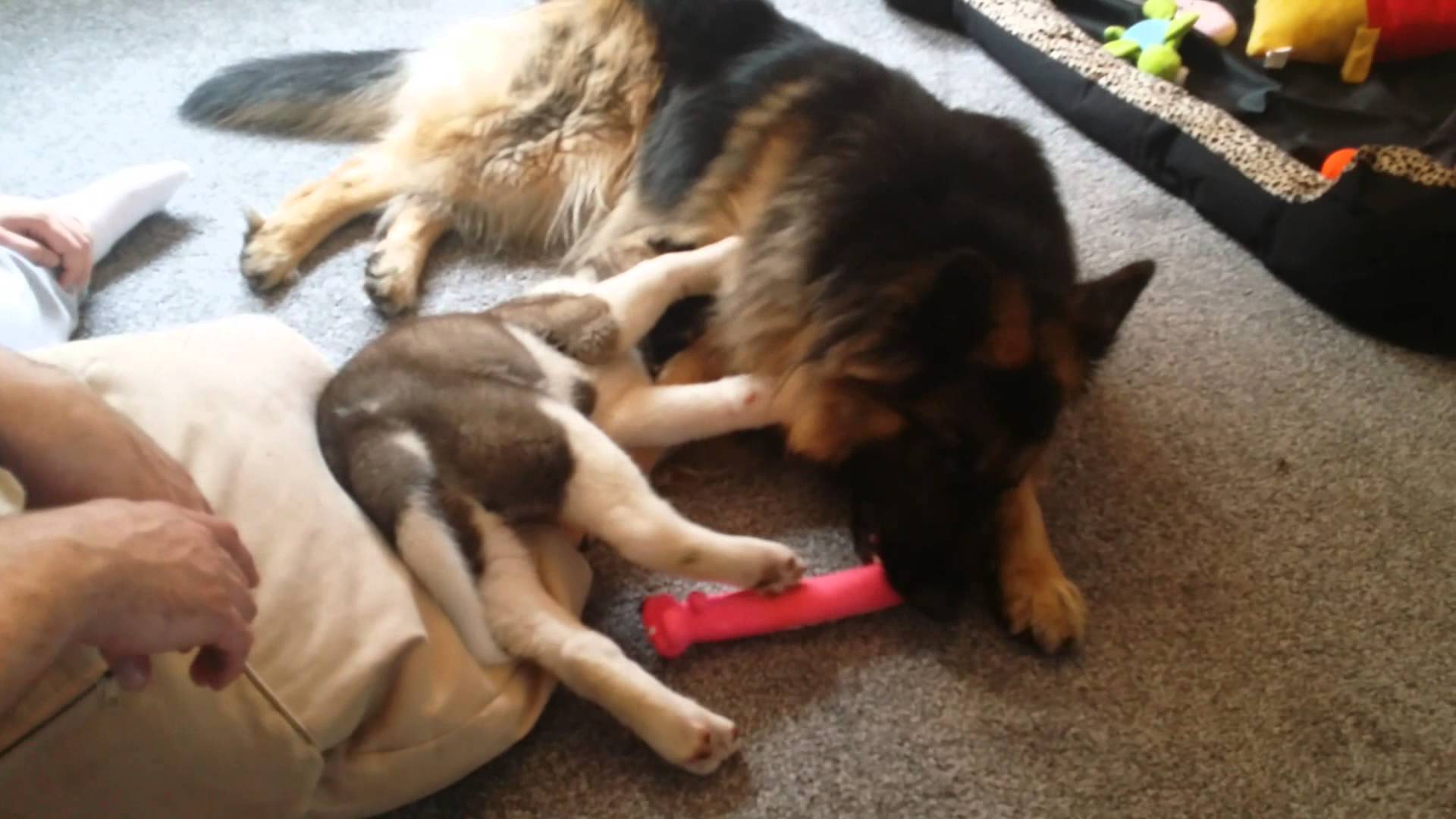 Shane The German Shepherd Having A Fun Time Playing With Best Buddy Lu ...