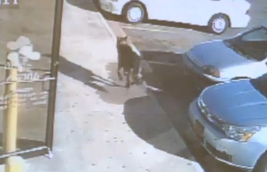 This Is Breathtaking! German Shepherd Takes Bullet For Family And Save ...