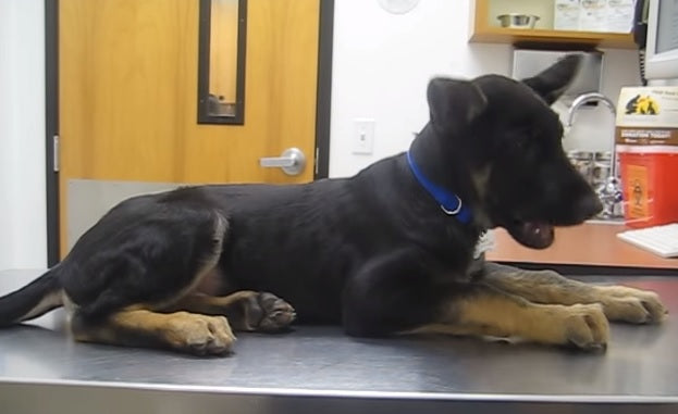 Adorable German Shepherd Puppy Is Crying At The Vet! – A Dog's Love
