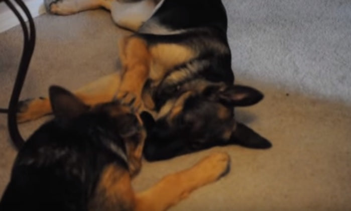 Two Adorable German Shepherd Puppies Are Trying To Talk To Each Other ...