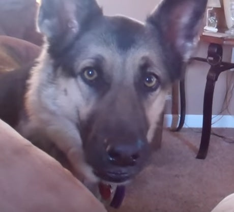 This Silly German Shepherd Would Love To Lick The Icing! – A Dog's Love
