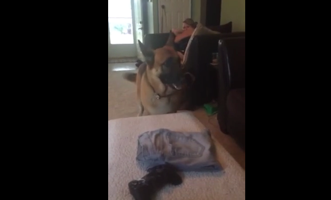 This German Shepherd Wants Bacon, But His Human Is Not Willing To Shar ...