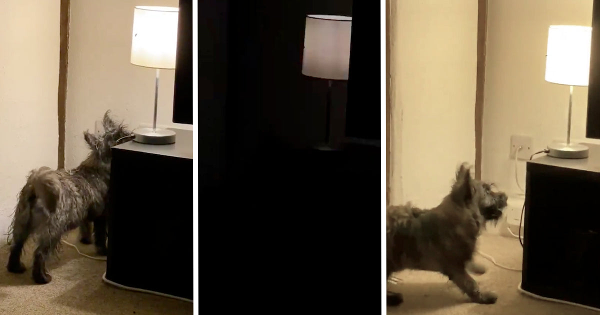 Dog Can’t Keep Calm After Learning How to Use a Touch Lamp – A Dog's Love