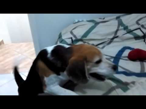 Snoopy the Beagle Is Most Definitely The Smartest Beagle In The World ...