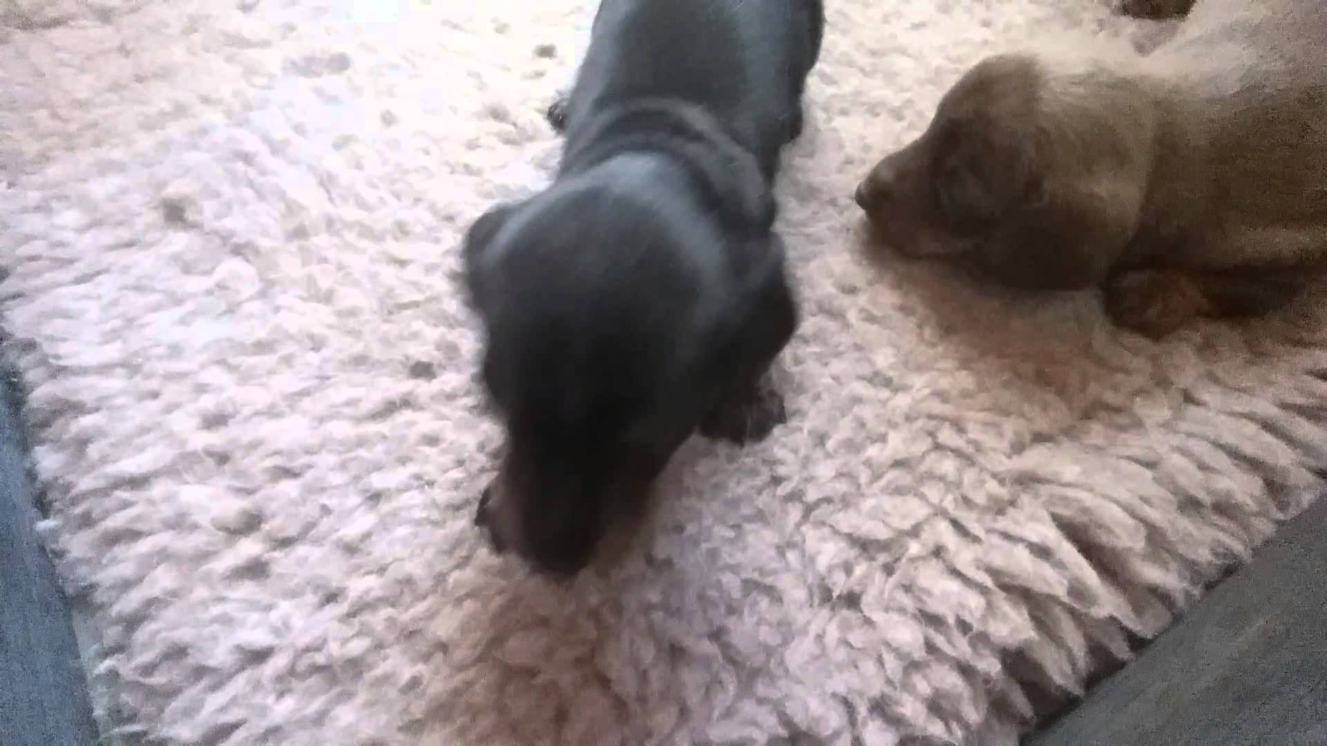 Super Cute Dachshund Pups Start Strutting Their Stuff On Camera! – A ...
