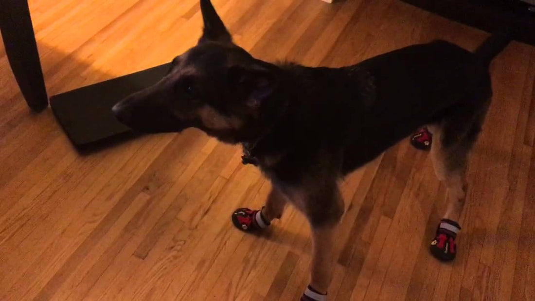Super Cute German Shepherd Wears Boots For The First Time! – A Dog's Love