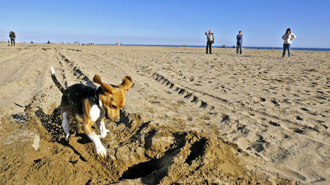 Super Hyper Beagle Pup Displays His Energy At The Beach! – A Dog's Love