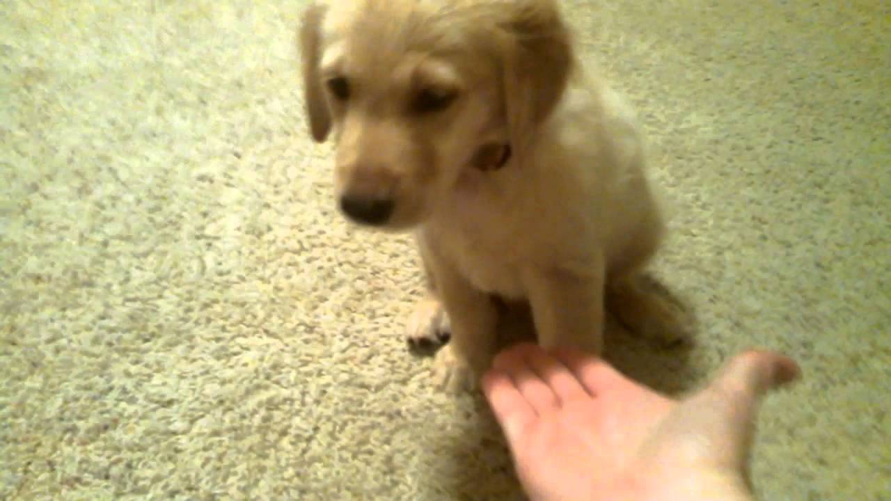 This 8 Weeks Old Golden Retriever Is Learning This Cool New Trick! Che ...