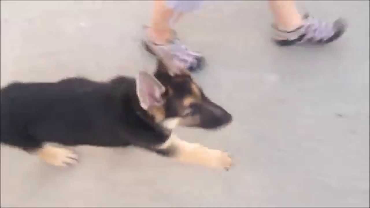This Adorable German Shepherd Is So Excited Its Making Him Make Funny ...