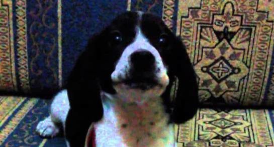 This Beagle Is So Bored Looking Cute and Adorable That His Last Resort ...