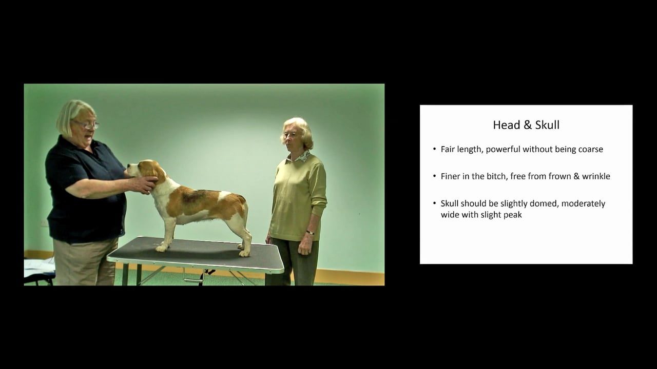 This Video About How To Judge A Show Beagle Will Blow Your Mind! – A ...