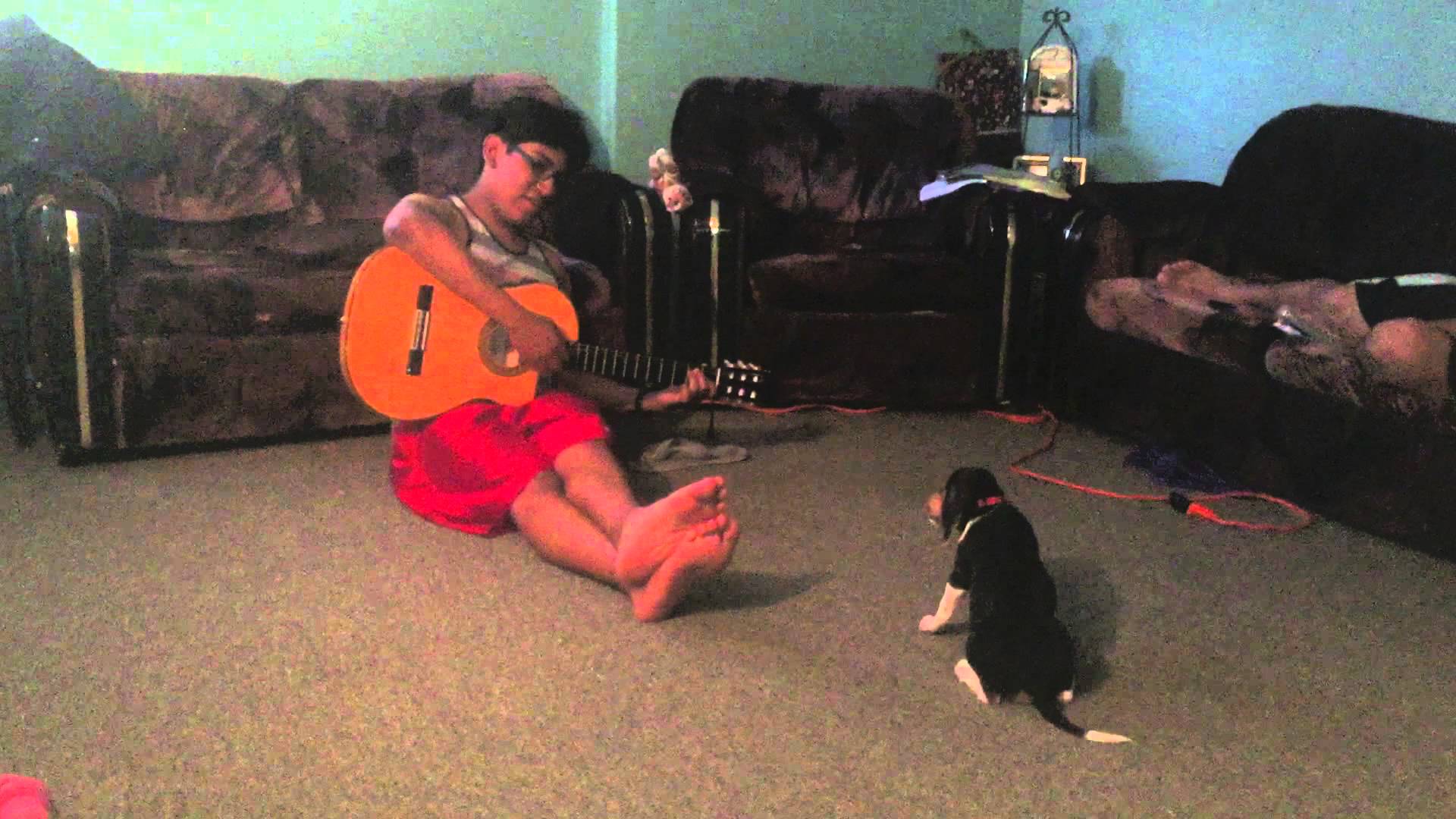 Timothy The Beagle Wants To Become A Singer! See How She Sings The Blu ...