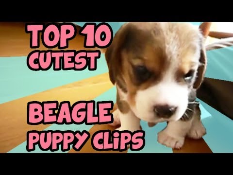 Top 10 Beagle Video Clips That Will Drop Your Jaw! – A Dog's Love