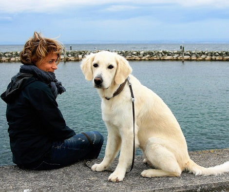 Here's What You Need To Know About Approaching A Dog – A Dog's Love