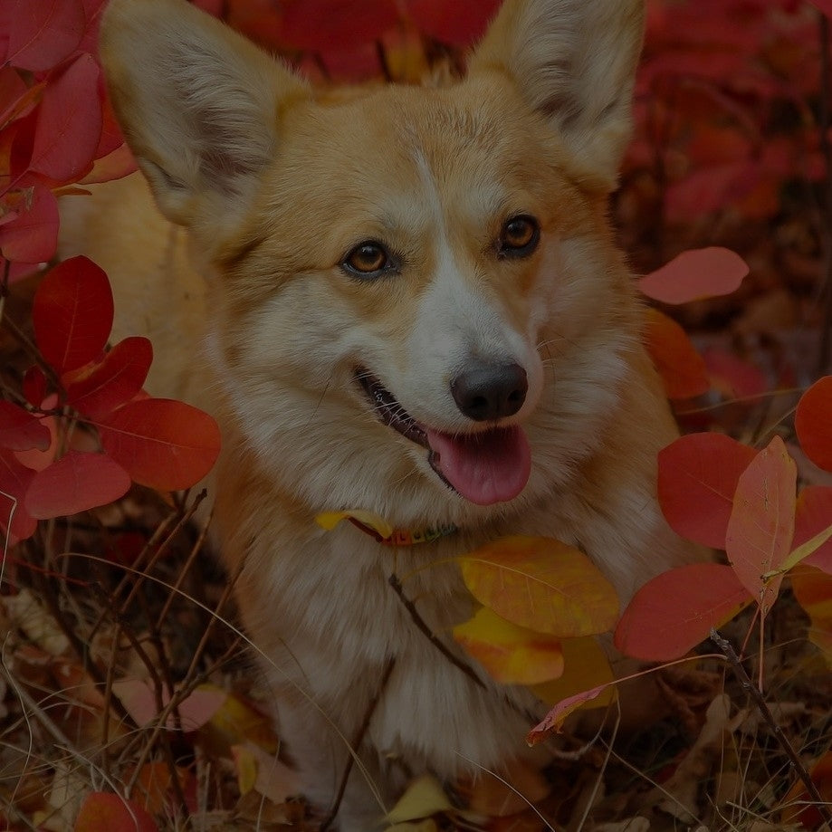 Breed: Welsh Corgi – tagged "Yorkshire Terrier" – A Dog's Love